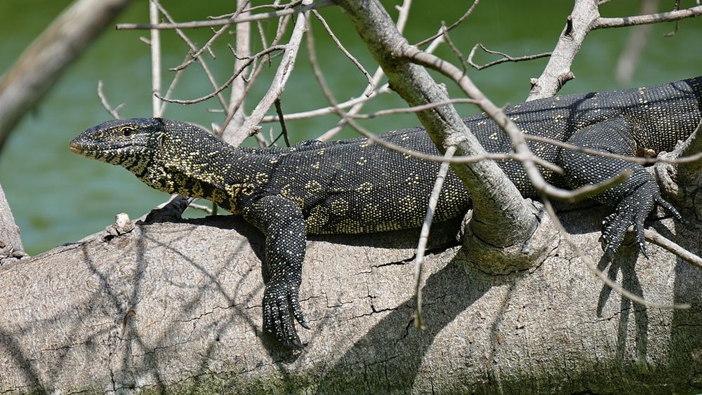 Waran Nr. 2 Foto & Bild | tiere, wildlife, amphibien & reptilien Bilder ...