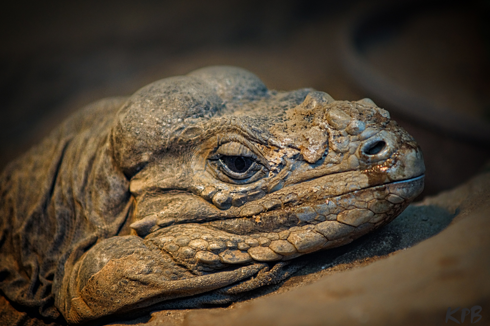 Waran Portrait Foto & Bild | tiere, wildlife, amphibien & reptilien ...