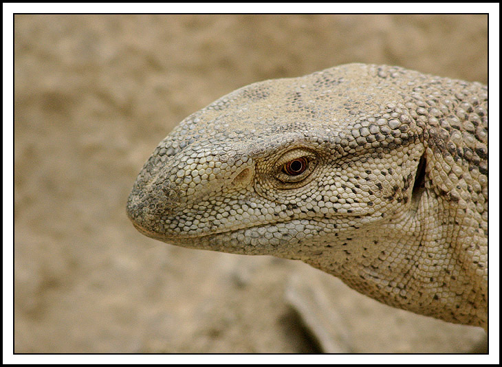 "Waran - Portrait" Foto & Bild | tiere, zoo, wildpark & falknerei ...
