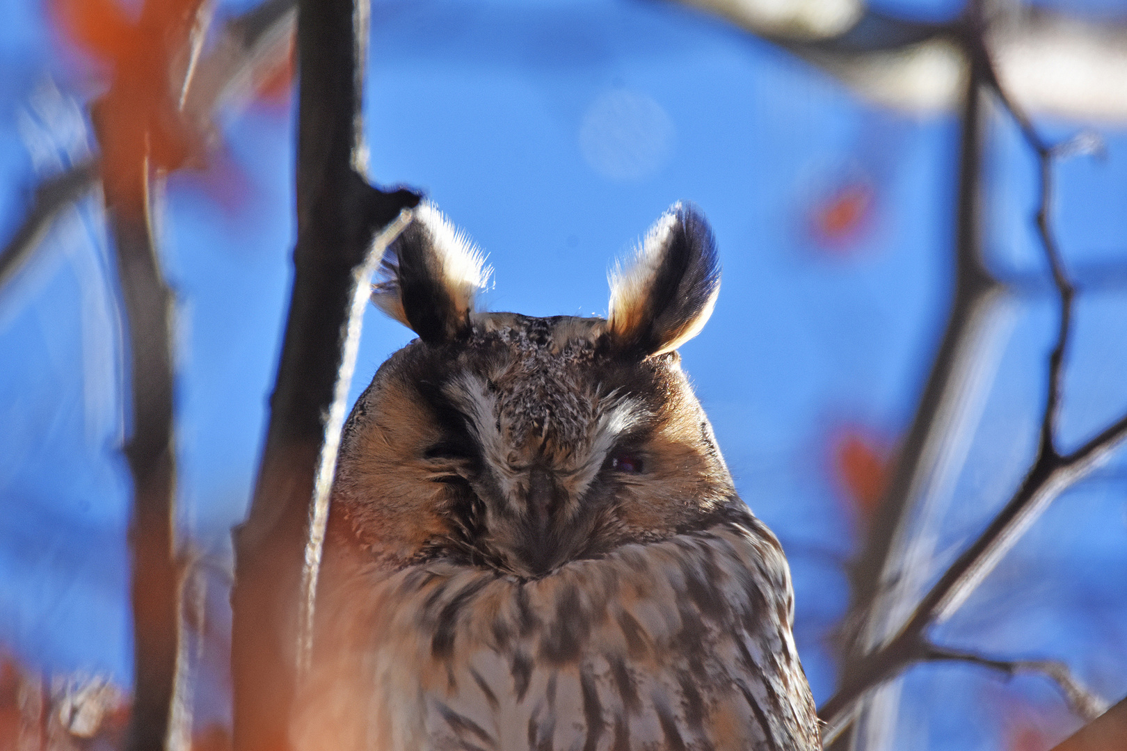 Warmer Rücken, kann auch entzücken! Foto & Bild | januar, winter, natur ...