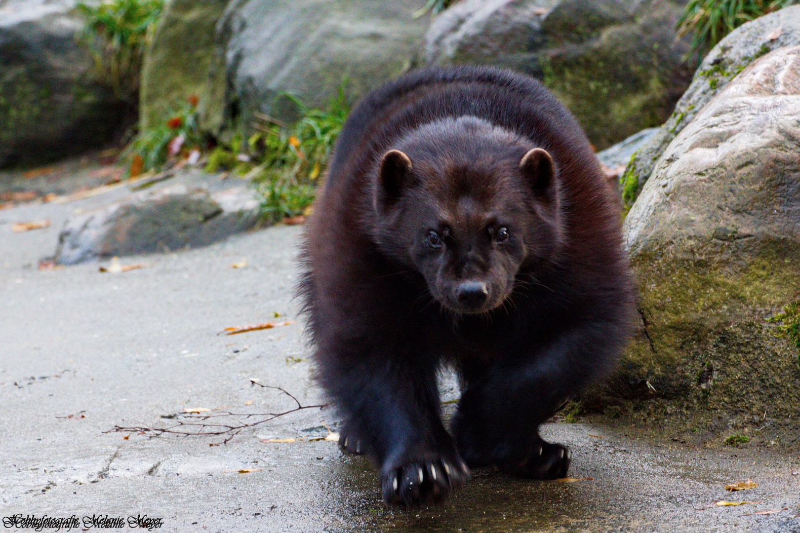 Warte.... Foto & Bild | wp lüneburger heide, natur, tiere Bilder auf ...