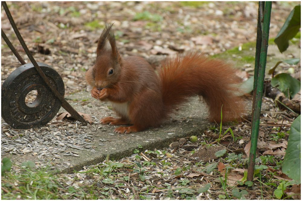 warte ab .. Foto & Bild | tiere, wildlife, säugetiere Bilder auf ...