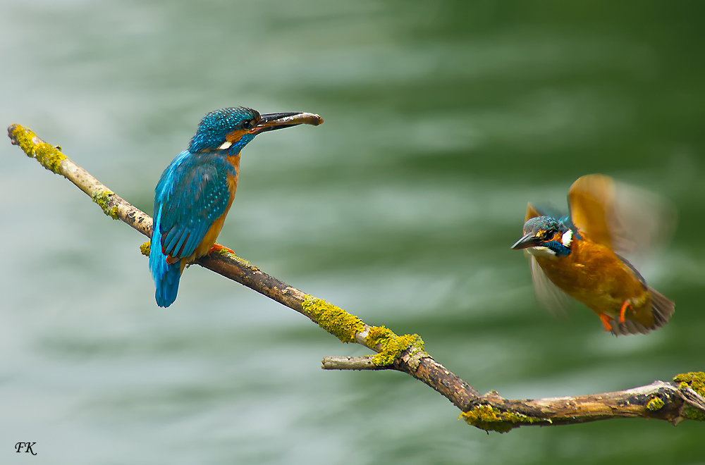 Warte *** Foto & Bild | tiere, wildlife, wild lebende vögel Bilder auf ...