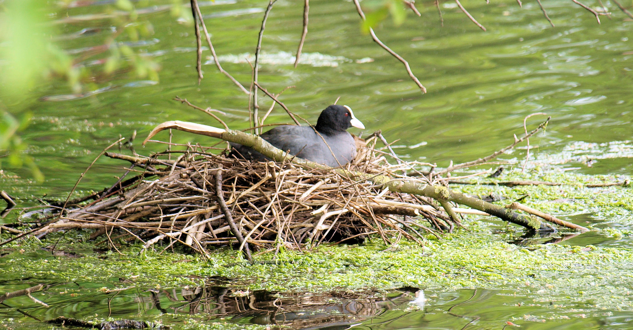 Warten.... Foto & Bild | tiere, wildlife, wild lebende vögel Bilder auf ...