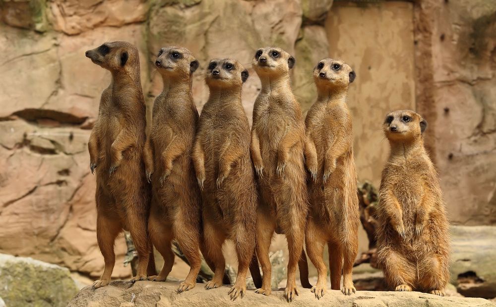 Warten... Foto & Bild | tiere, zoo, wildpark & falknerei, säugetiere ...