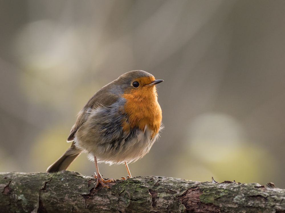 warten... Foto & Bild | tiere, wildlife, wild lebende vögel Bilder auf ...