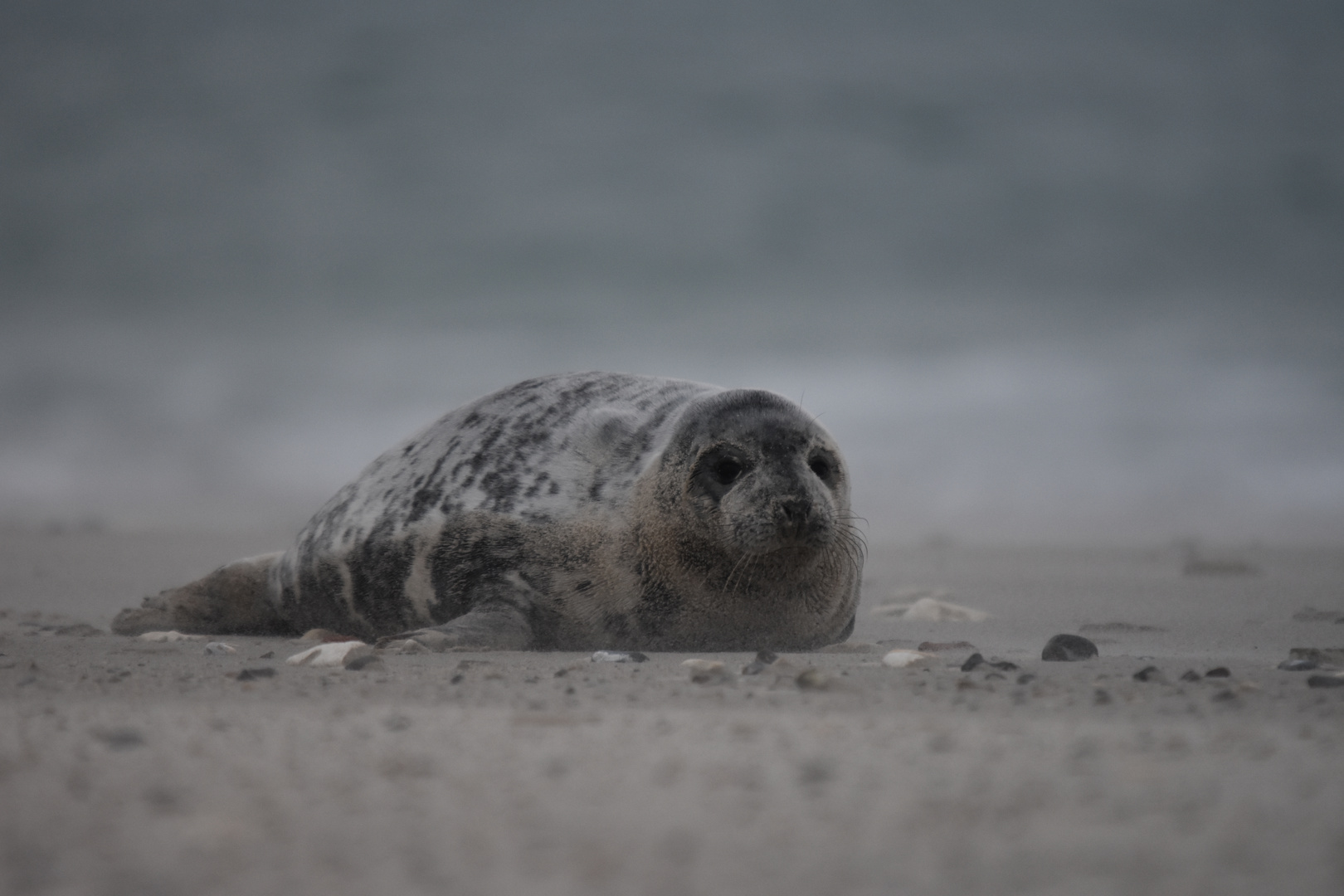 Warten Foto & Bild | tiere, wildlife, säugetiere Bilder auf fotocommunity