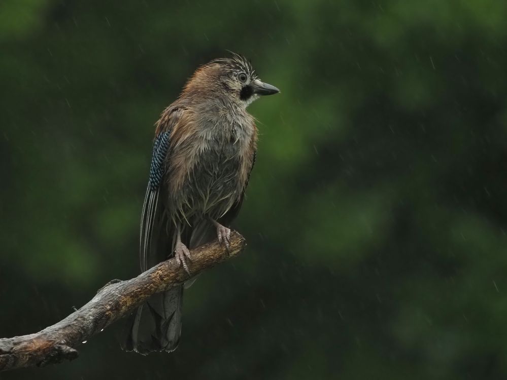 Warten auf Regen...... Foto & Bild | tiere, wildlife, wild lebende vögel Bilder auf fotocommunity