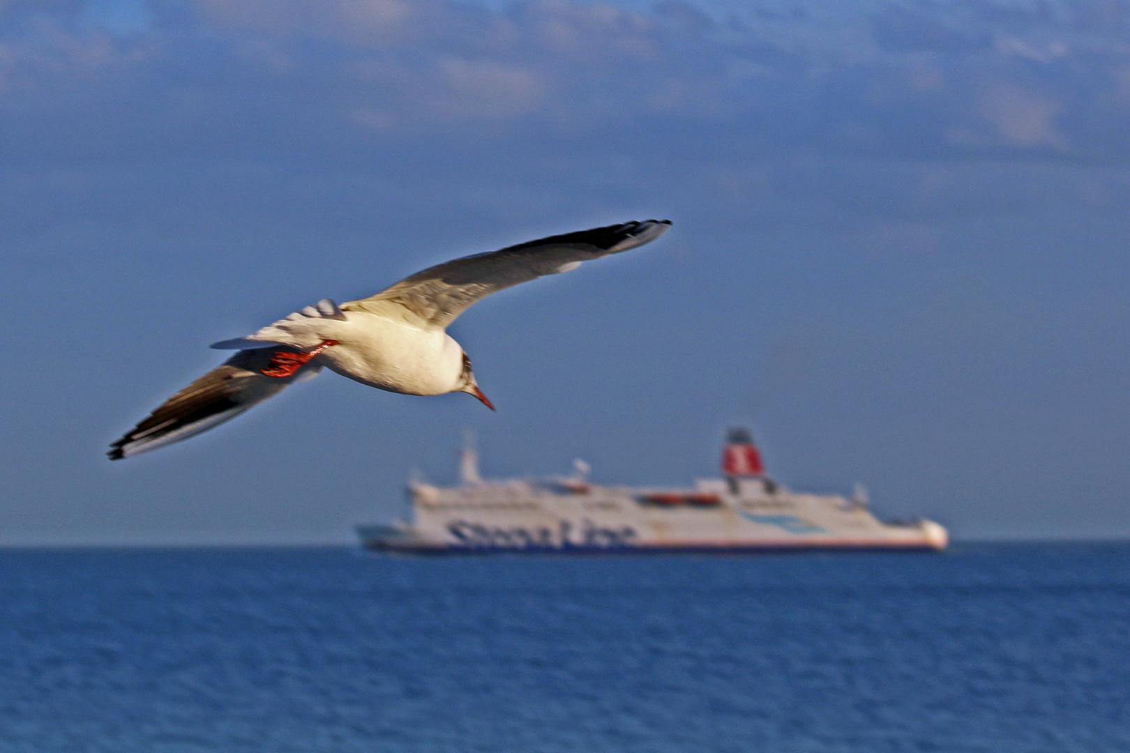 Wartet auf mich! Foto & Bild | tiere, wildlife, wild lebende vögel ...