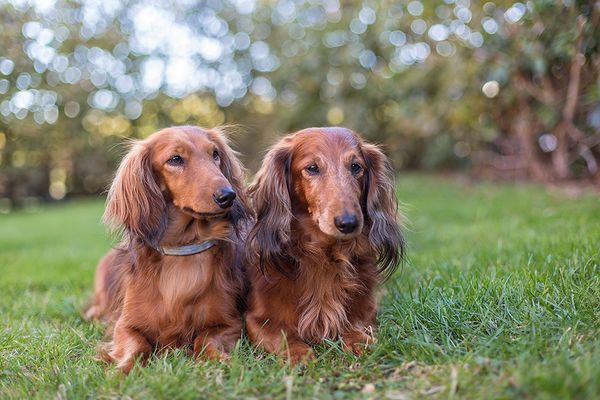 Hunde, Hundebilder, Hundefotos