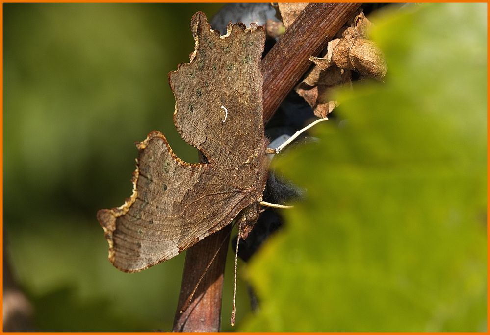 Warum der C-Falter C-Falter heißt Foto & Bild | nah- & makro, natur ...