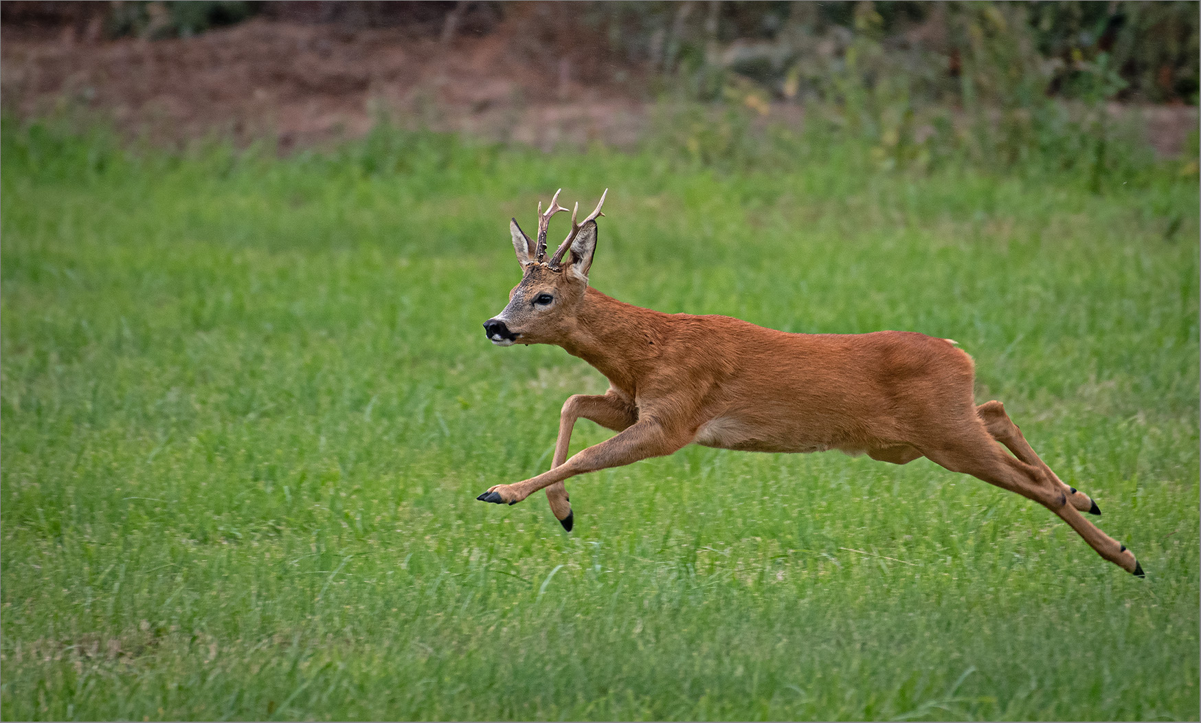 Warum er es wohl so eilig hat . . . Foto & Bild | tiere, wildlife ...