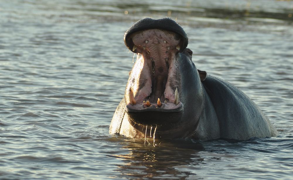 Warum hast du so ein großes Maul Foto & Bild | africa, southern africa ...