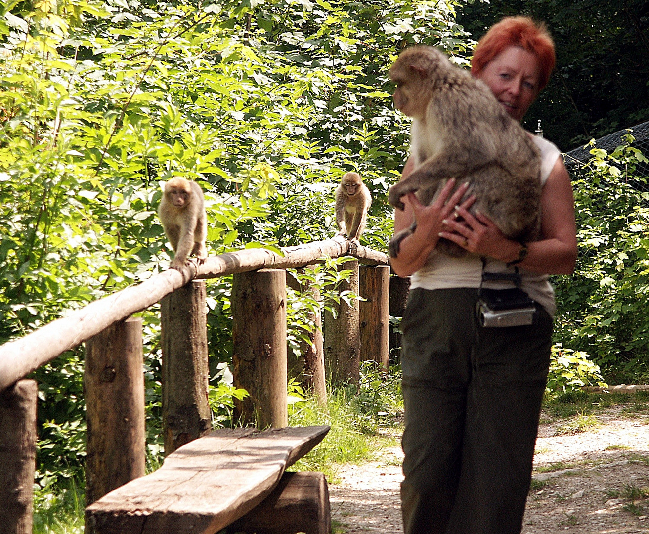 Warum laufen.......? Foto & Bild | tiere, tier und mensch, primaten berberaffen Bilder auf ...