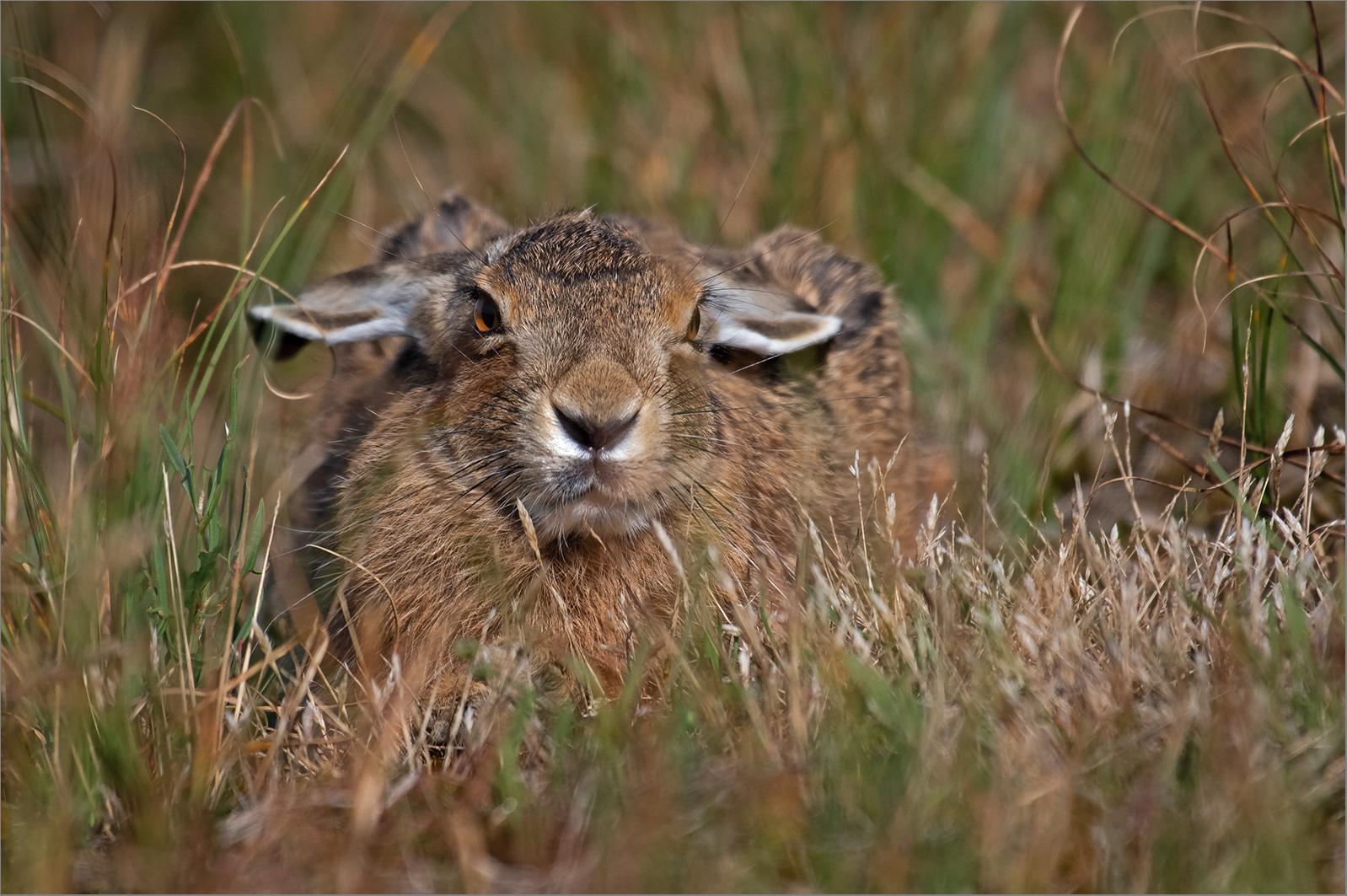 Warum legst du dich vor mir auf den Bauch . . . Foto & Bild | tiere ... Warum legst du dich vor mir auf den Bauch . . . Foto & Bild | tiere ...