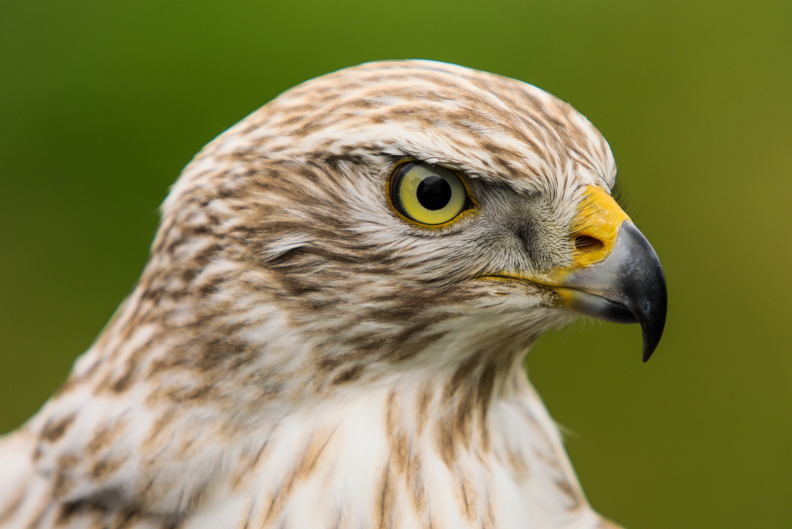 Was bin ich?...ein seltener weißer Habicht Foto & Bild | fotos, world ...