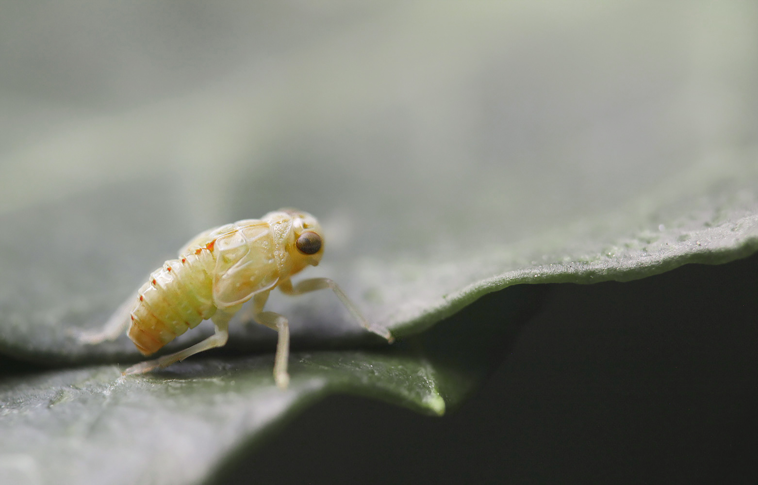 was das wohl ein insekt ist ... Foto & Bild | tiere, wildlife, insekten ...