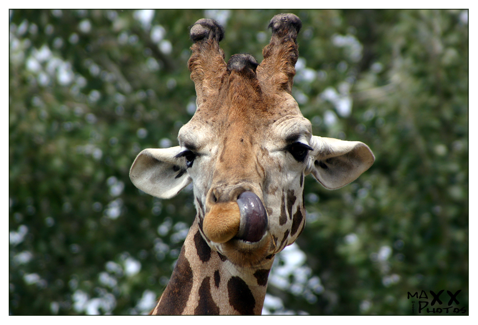 Was Du kannst, kann ich schon lange...(Zunge zeigen) Foto & Bild ...