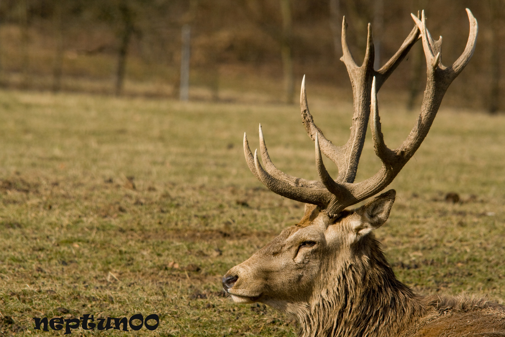 Was für ein Geweih Foto & Bild | tiere, zoo, wildpark & falknerei ...