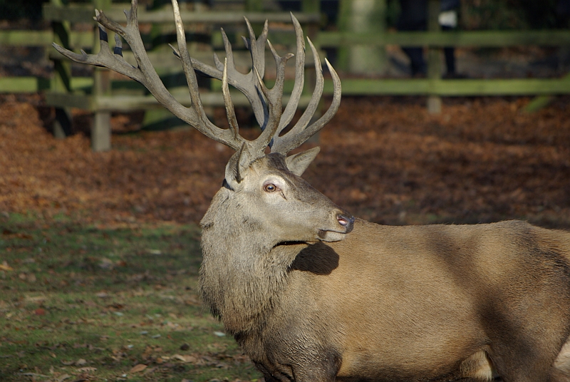 Was für ein Geweih Foto & Bild | tiere, zoo, wildpark & falknerei ...