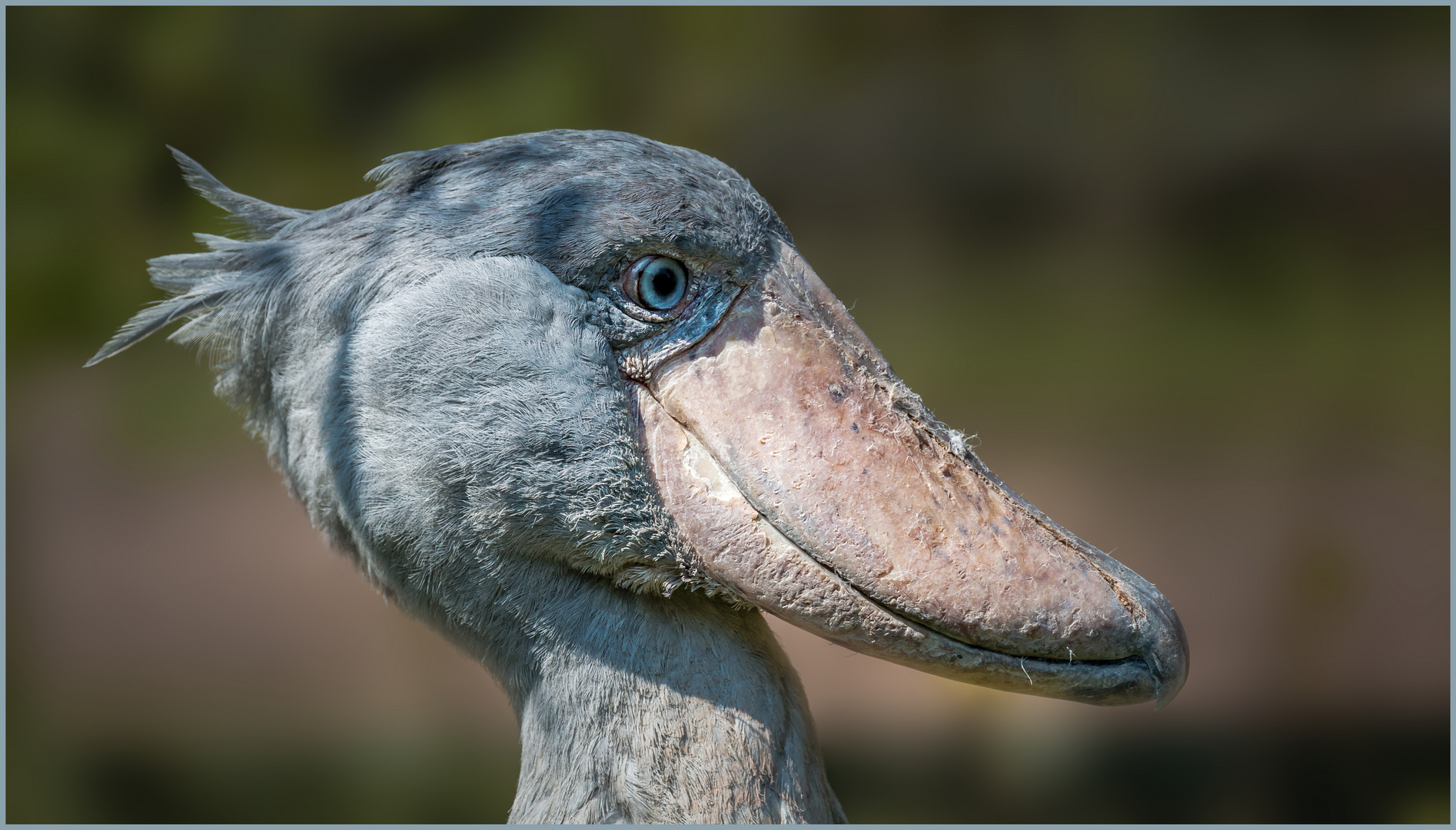 Was für ein Schnabel....... Foto & Bild | vögel, schuhschnabel, natur ...