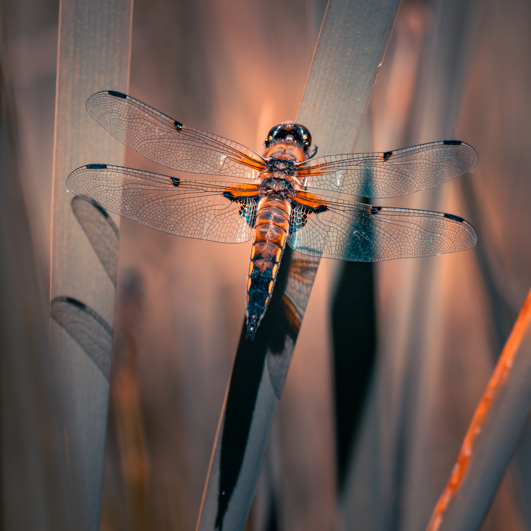 Was für ein schönes Insekt Foto & Bild | tiere, wildlife, libellen ...