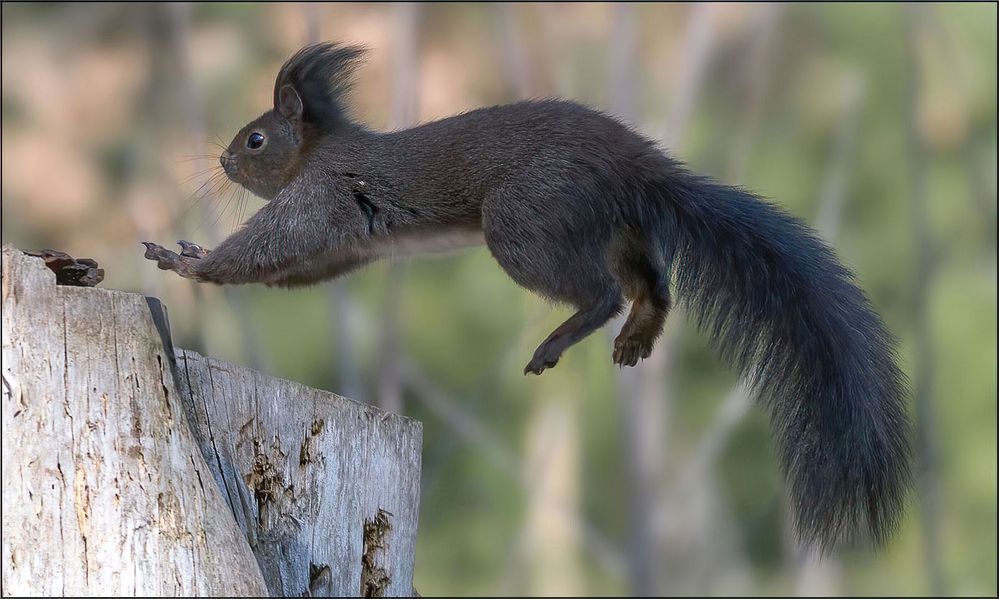 was für ein Sprung Foto & Bild | tiere, wildlife, eichhörnchen Bilder ...