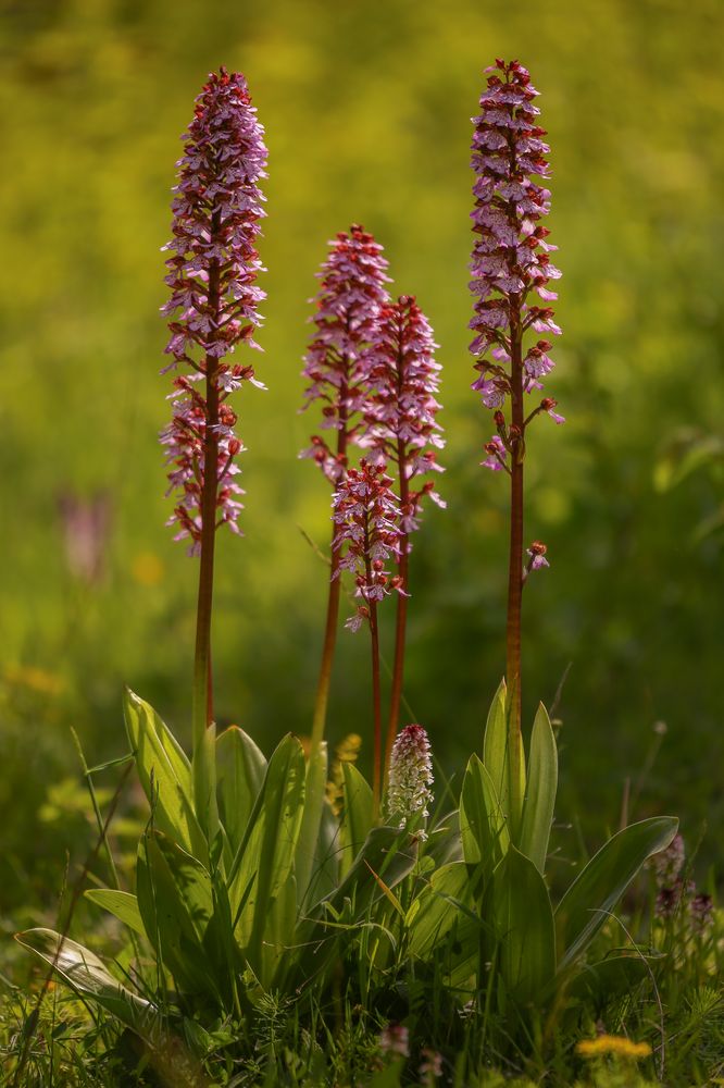 Was für eine schöne Gemeinschaft Foto & Bild | pflanzen, pilze & flechten, blüten ...