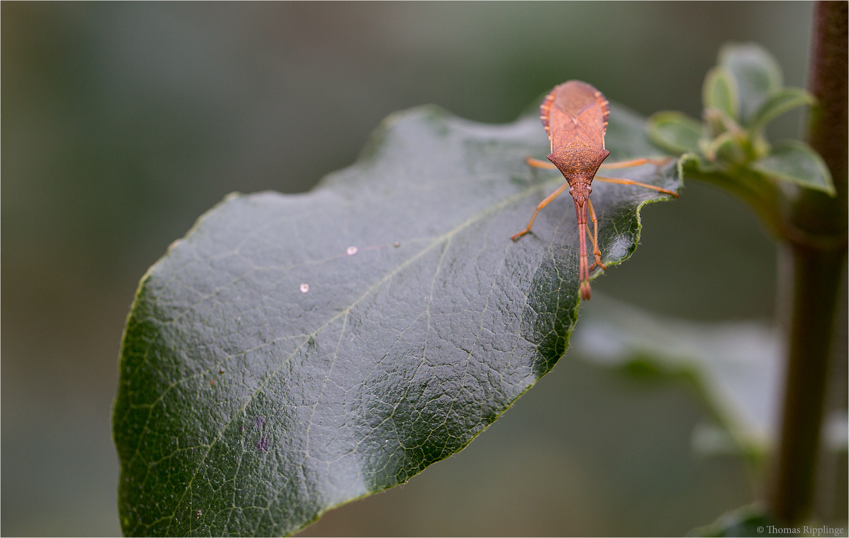 Was für eine Wanze ist das? Foto & Bild | tiere, wildlife, insekten ...