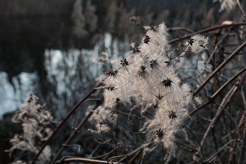 Was geblieben ist ! Foto & Bild | dokumentation, outdoor, natur Bilder auf fotocommunity