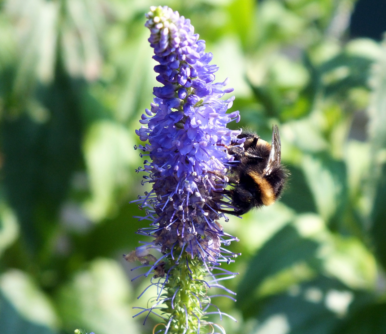 Was Gott erschaffen hat, darf der Mensch nicht Zerstören... Foto & Bild ...