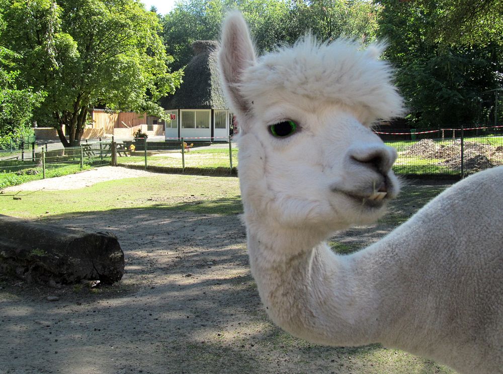 was guckst Du ? Foto & Bild | natur, tier, zoo Bilder auf fotocommunity
