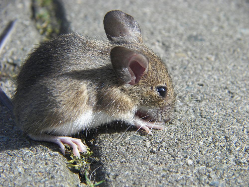 Was hast Du für große Ohren Foto & Bild | tiere, tierkinder, natur ...