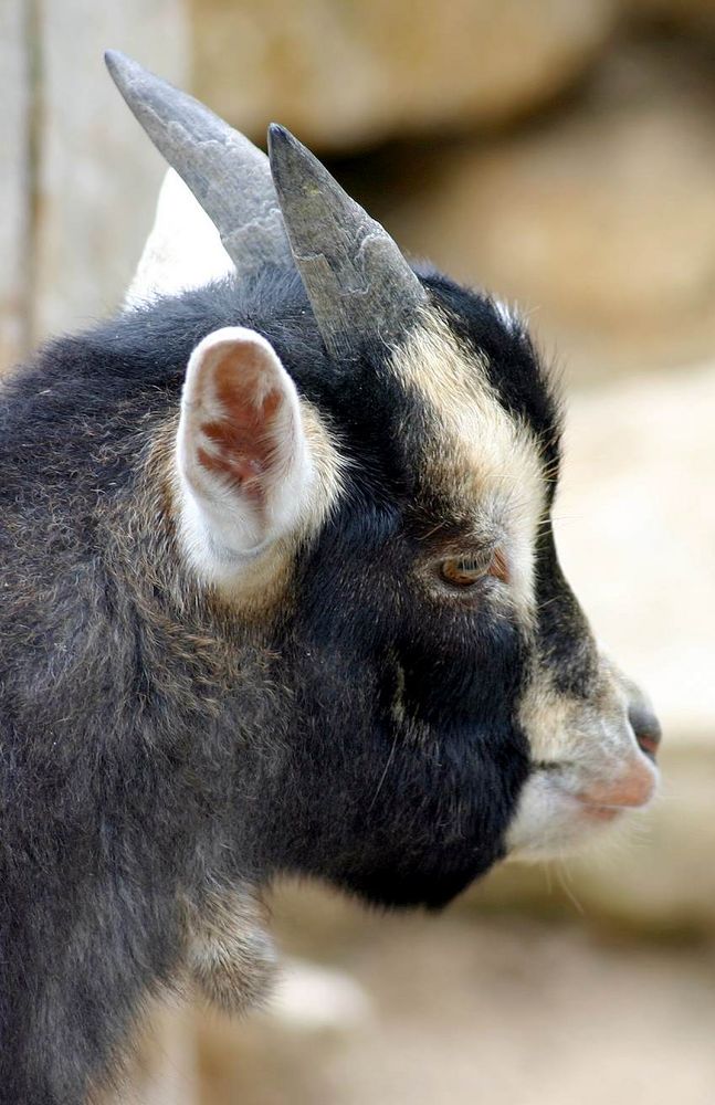 was heißt hier olle Ziege, ich bin noch ganz jung Foto & Bild | tiere ...
