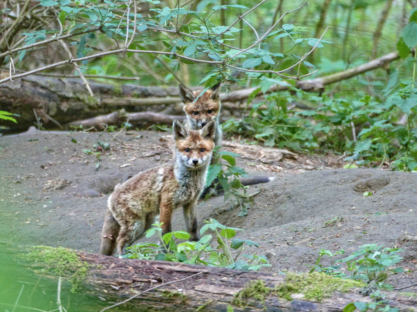 Was ist da? Foto & Bild | wald, frühling, tiere Bilder auf fotocommunity