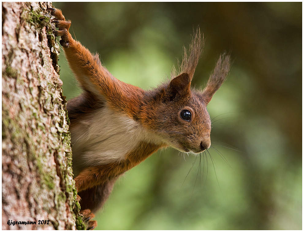 was ist da ? ........ Foto & Bild | tiere, wildlife, säugetiere Bilder ...
