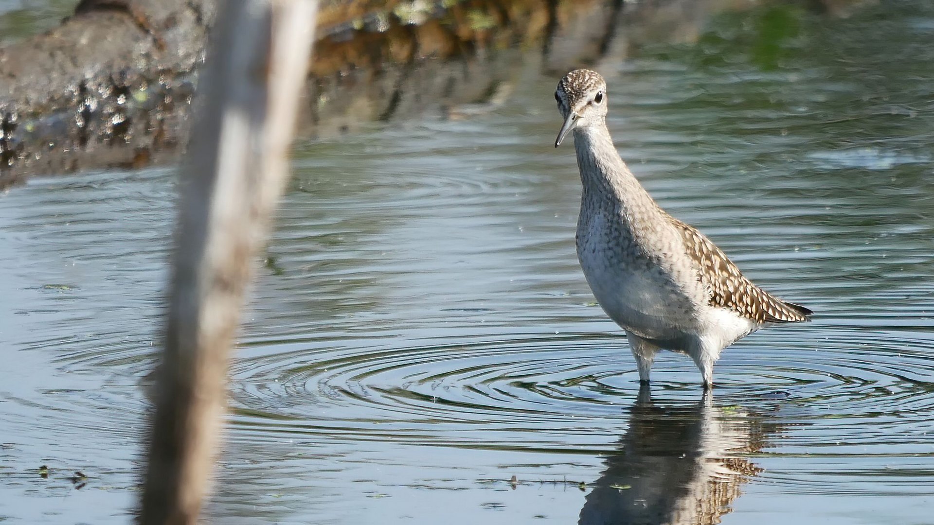 Was ist da denn los? Foto & Bild | natur, tiere, vögel Bilder auf ...