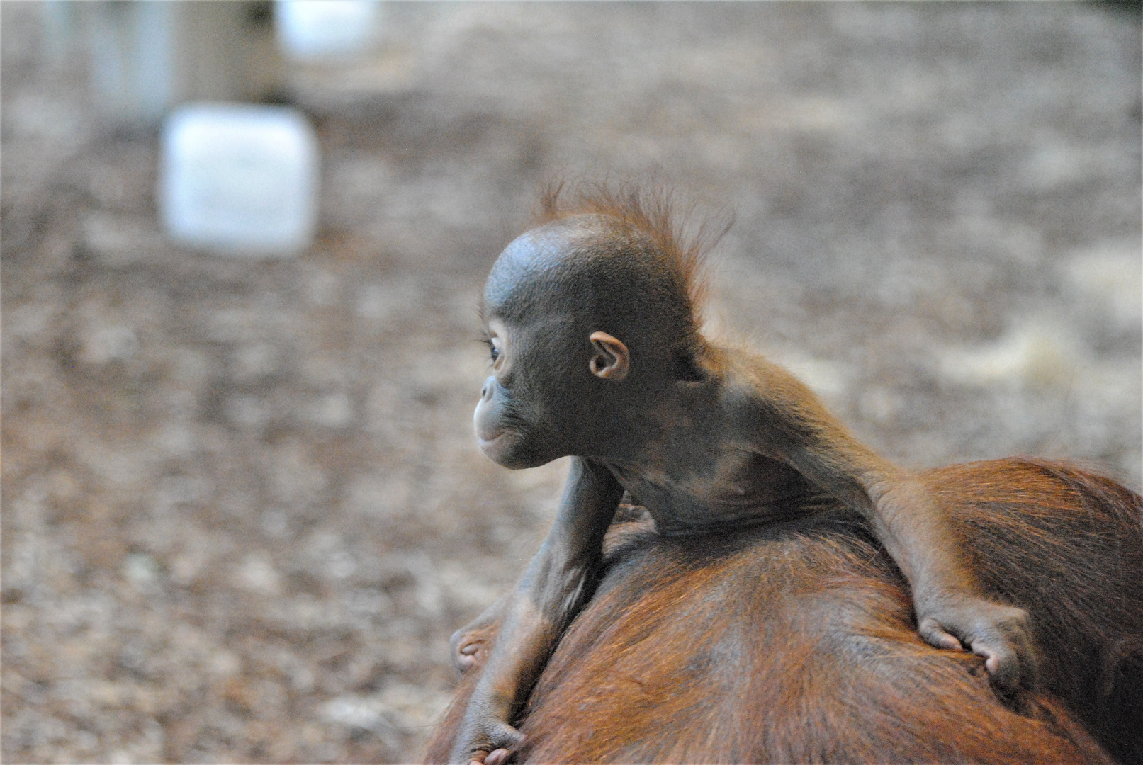 was ist da los Foto & Bild | tiere, zoo, wildpark & falknerei ...