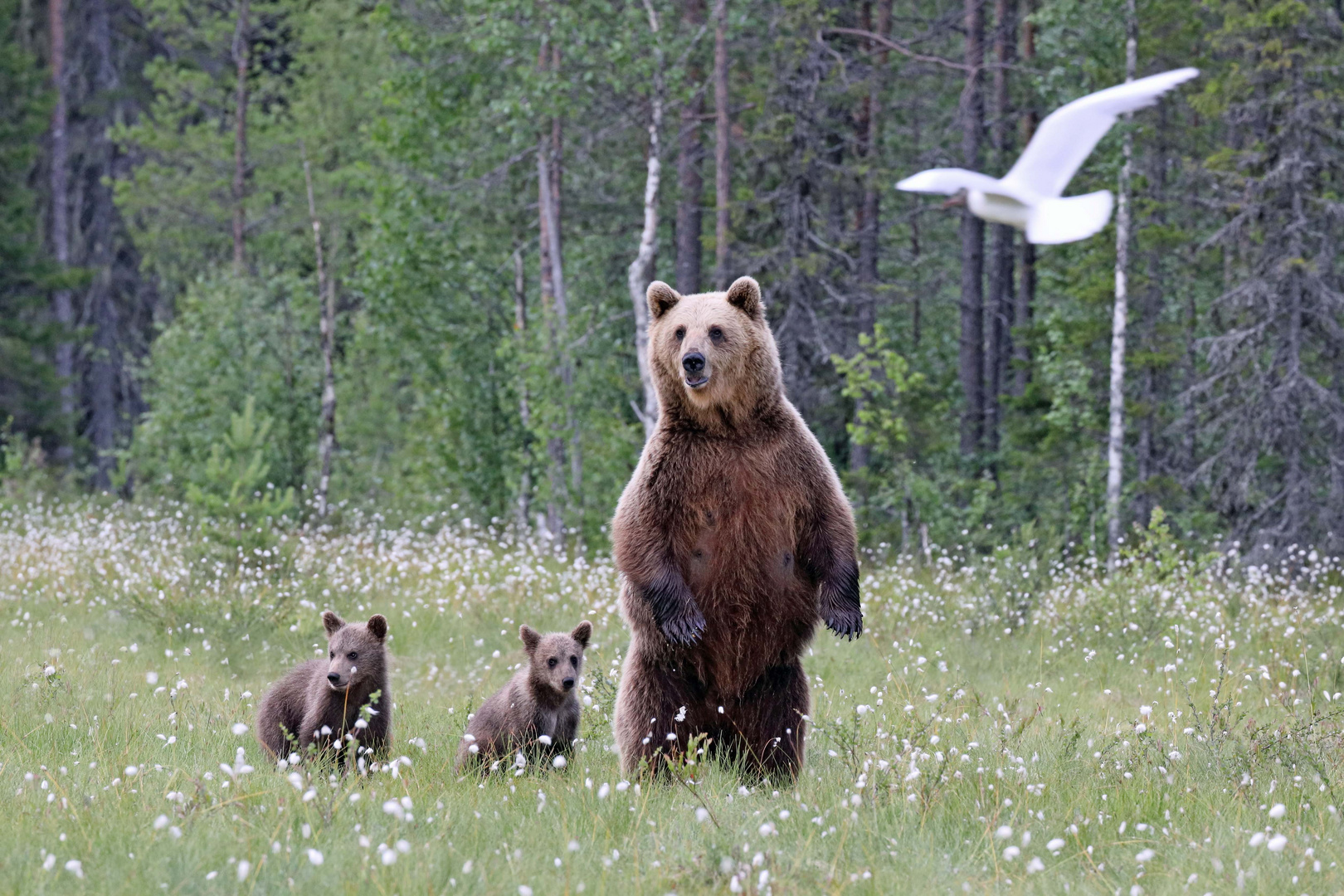 Was ist da los? Foto & Bild | europe, scandinavia, finland Bilder auf ...