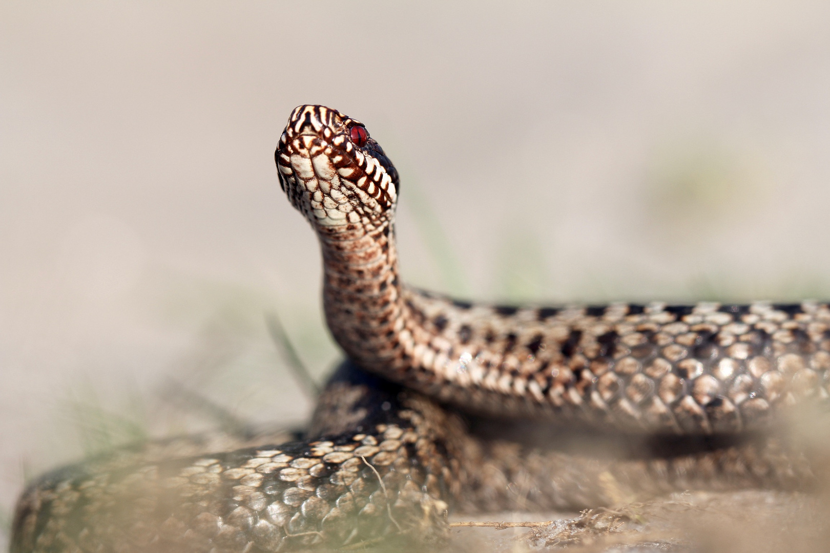 Was ist da los..... Foto & Bild | tiere, wildlife, amphibien ...