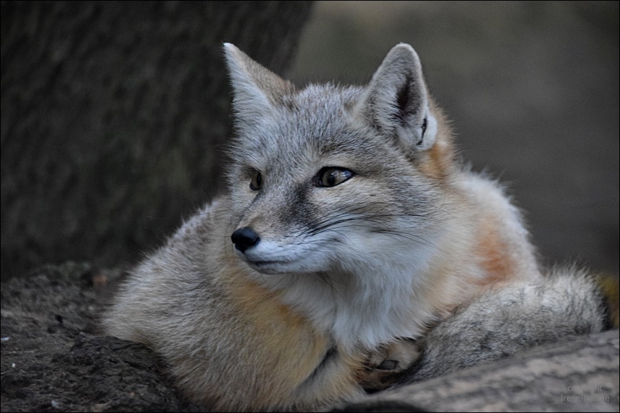 Was ist da los ?!?! Foto & Bild | natur, tiere, zoo, wildpark ...