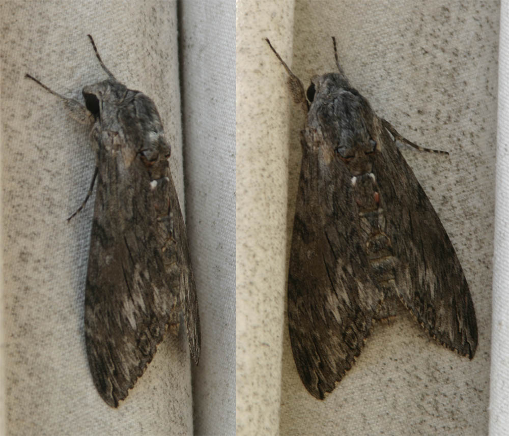 Was ist das......? Eine Motte.....? Foto & Bild | tiere, tier und ...