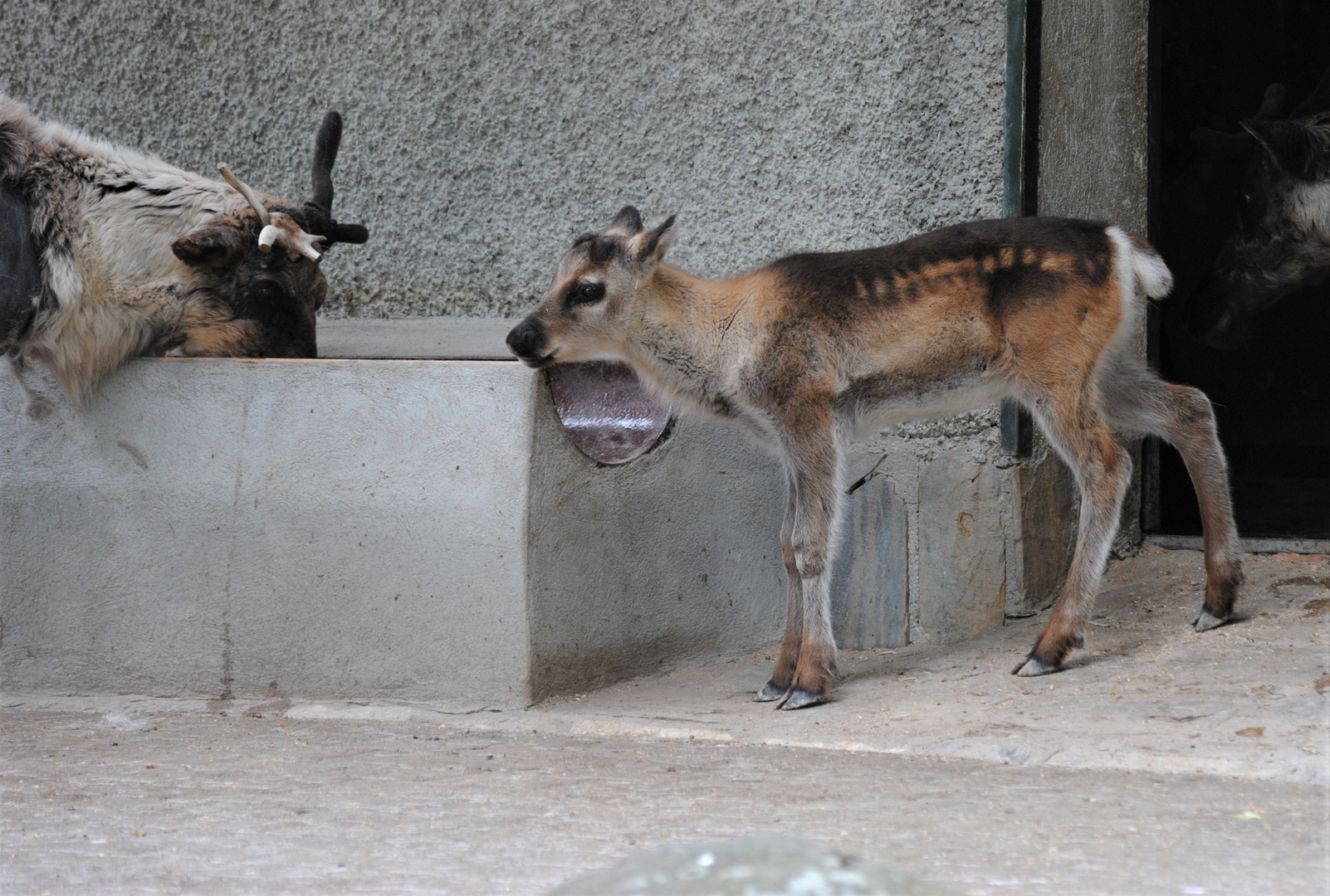 Was ist das? Foto & Bild | tiere, zoo, wildpark & falknerei, säugetiere ...