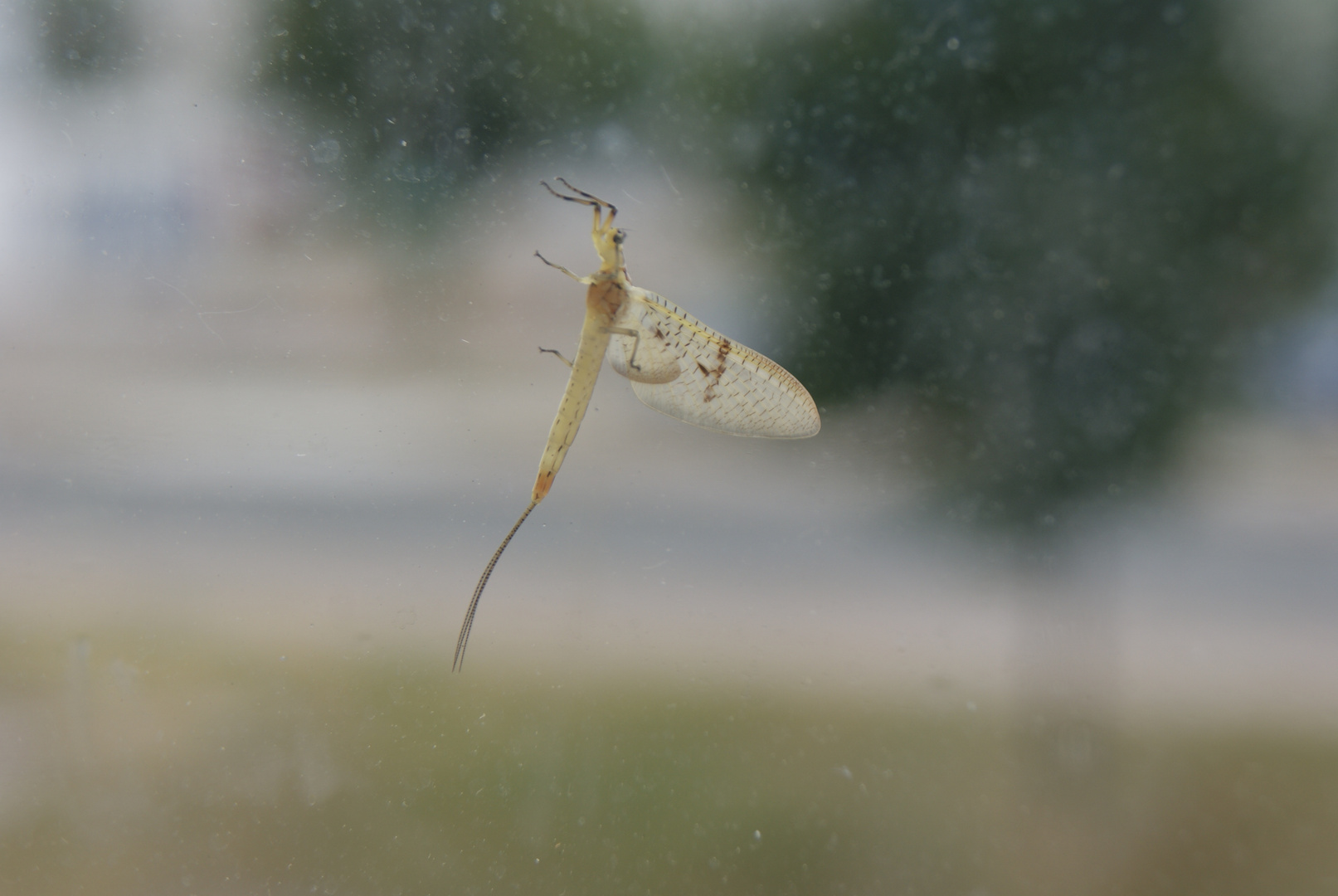 Was ist das für ein Insekt? Foto & Bild | tiere, wildlife, insekten ...