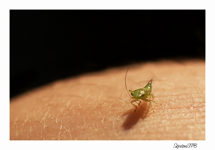 Was ist das für ein Winzling? Foto & Bild | tiere, tierdetails ...