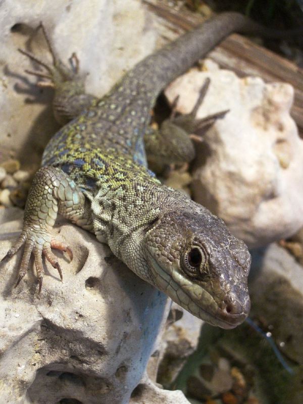 Was ist das für eine Echse? Foto & Bild | natur, tiere, youth Bilder ...