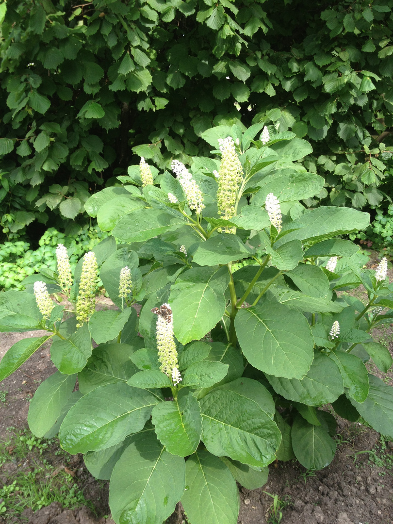 Was ist das für eine Pflanze Foto & Bild | pflanzen, pilze & flechten ...