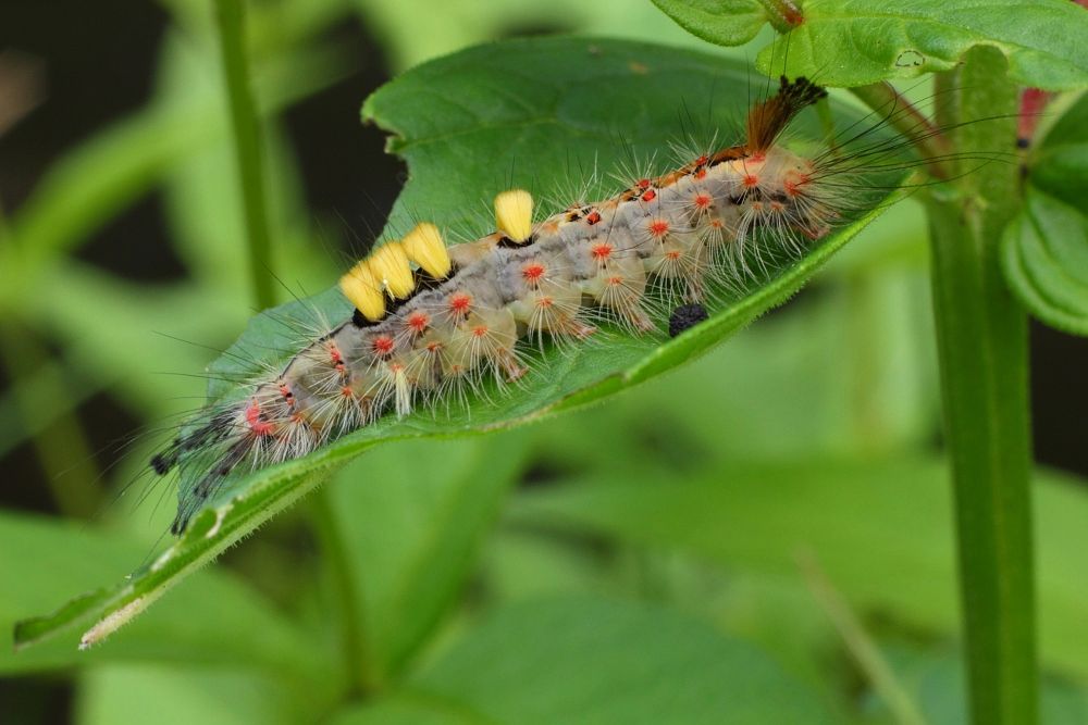 Was ist das für eine Raube? Foto & Bild | tiere, wildlife, insekten ...