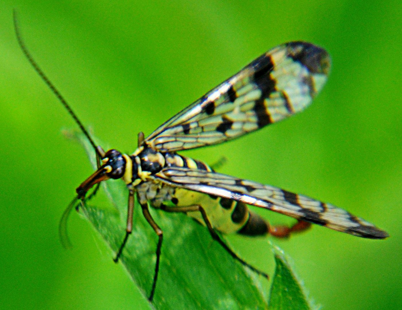 Was ist denn das für ein Insekt? Foto & Bild | anfängerecke ...