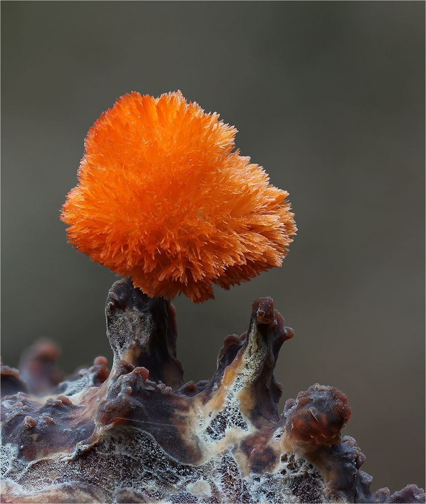 was ist es :-) ?? Foto & Bild | pilze, makro, natur Bilder auf ...